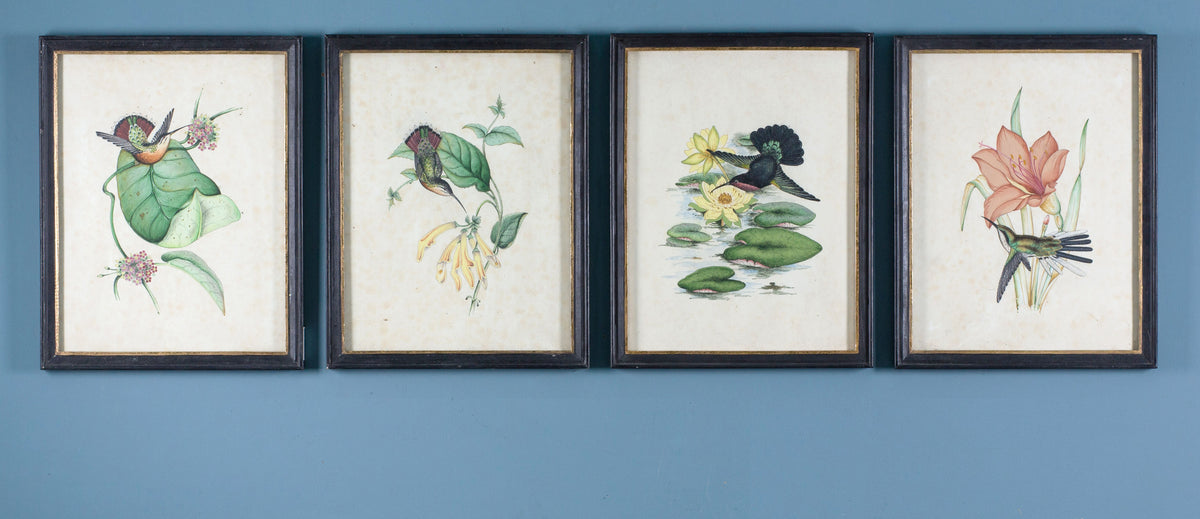 FRAMED BRAZILIAN FAIRY – Chrysara Nest